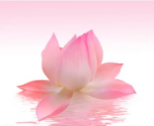 Sattvic Body Course: Holistic Wellness Journey